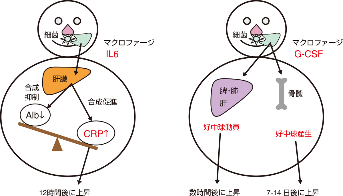 細菌感染時のCRPとWBC - HORIBA