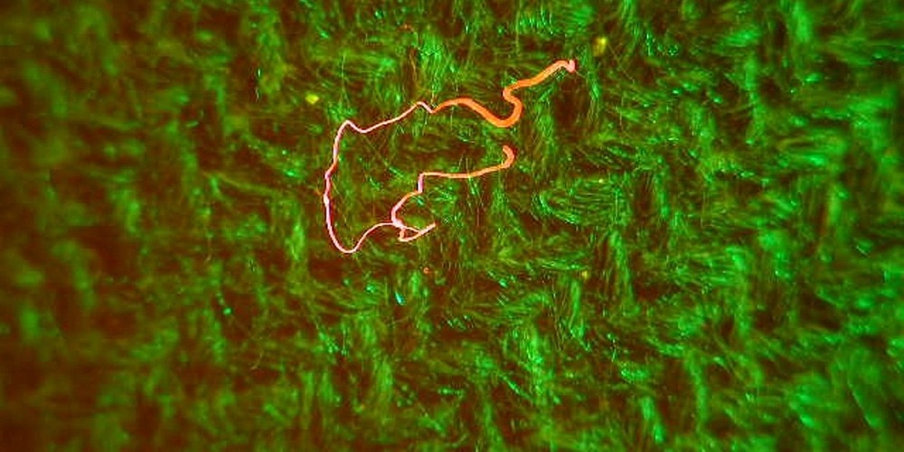 HandScope Forensic Light Source - HORIBA