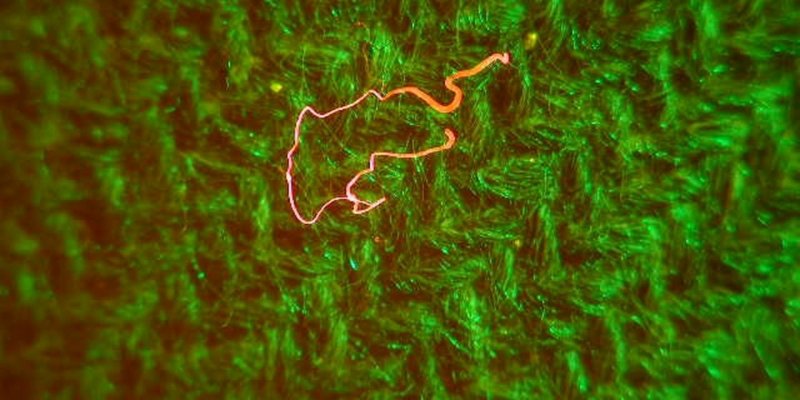 HandScope Forensic Light Source - HORIBA