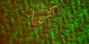 Mini-CrimeScope Advance - HORIBA