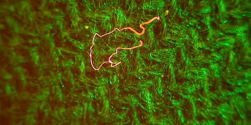 FOCUS LED Alternate Light Source - HORIBA