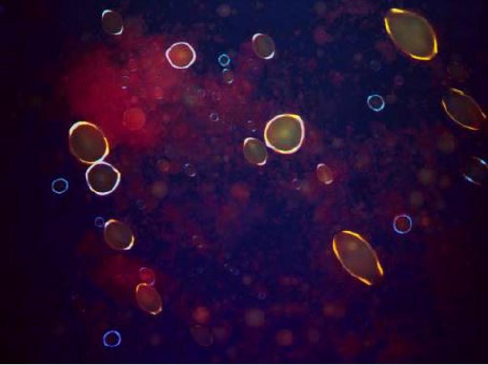 DeltaPro TCSPC Lifetime Fluorometer - HORIBA