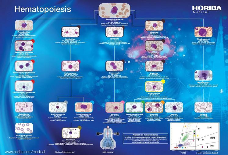 Learning Blood Cell Morphology - HORIBA for Healthcare