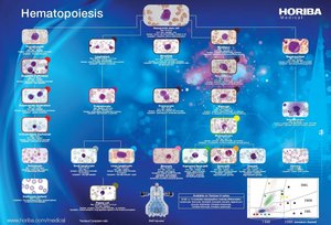 Learning Blood Cell Morphology - HORIBA for Healthcare