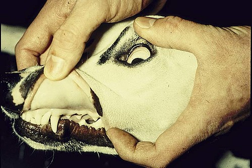 Veterinary haematology CPD webinar hosted by HORIBA to offer valuable best practice insight - HORIBA