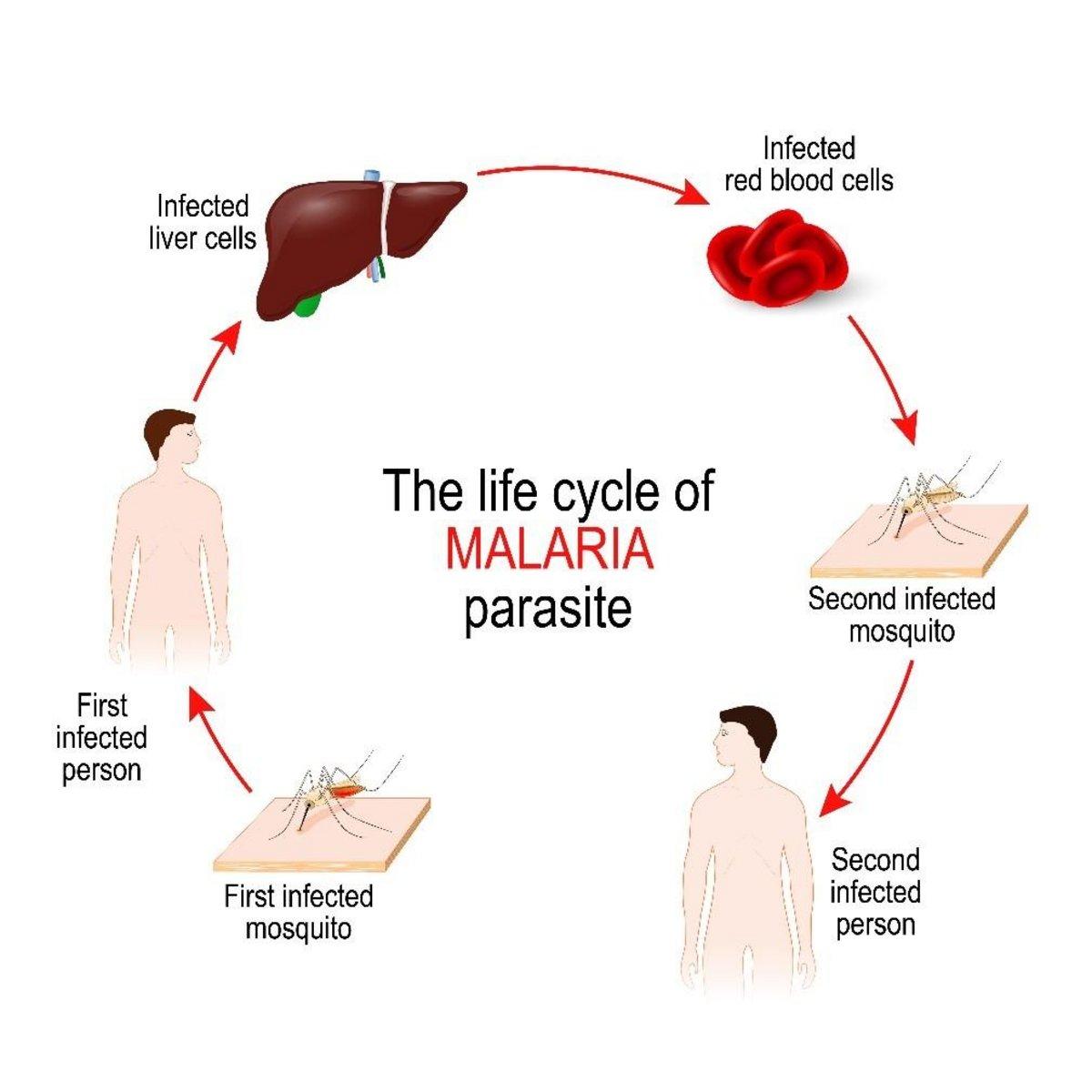 Malaria Detection and Identification